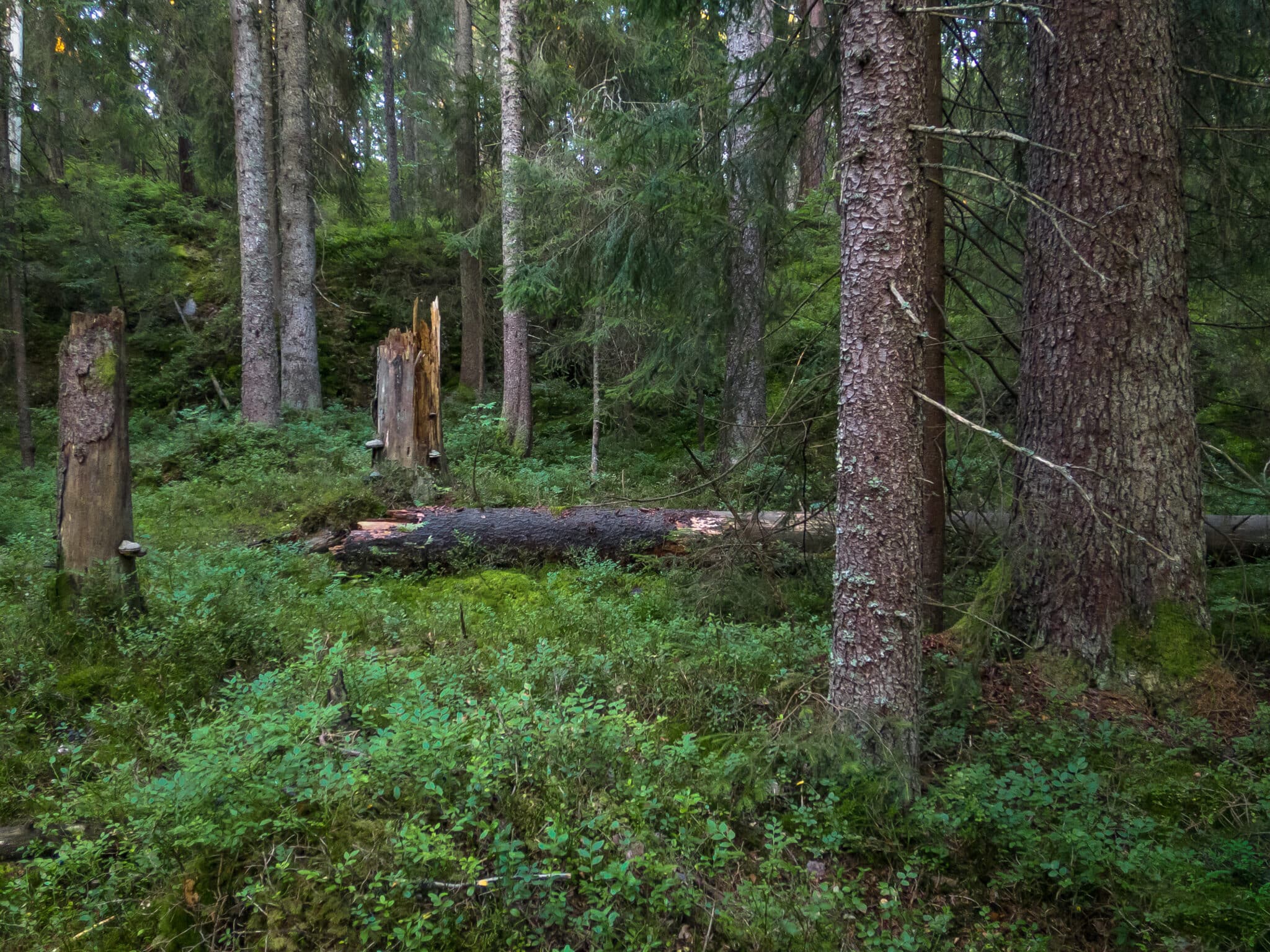 Skogen - mer enn bare trær - Naturvernforbundet