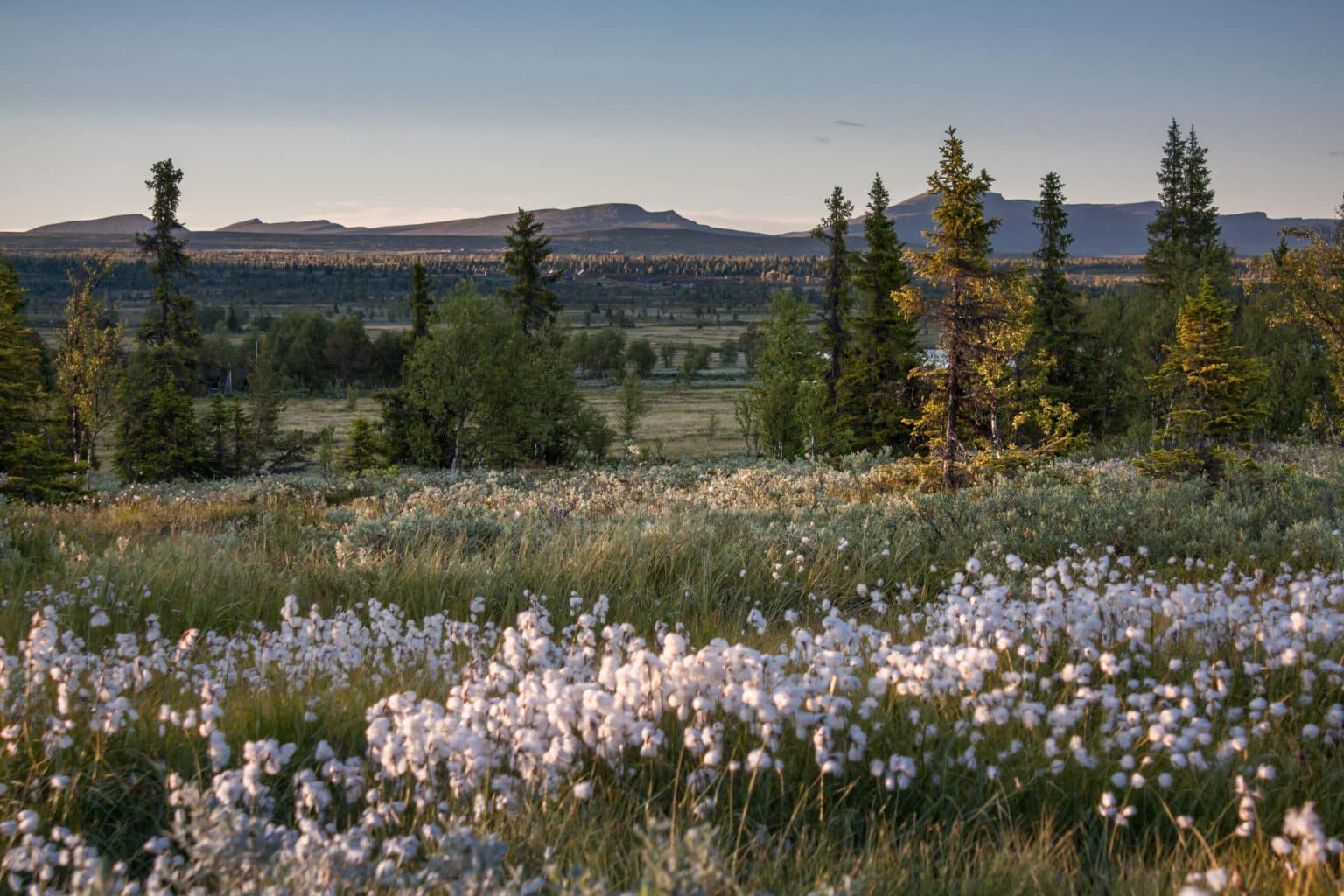 Vi trenger vern av myr - Naturvernforbundet