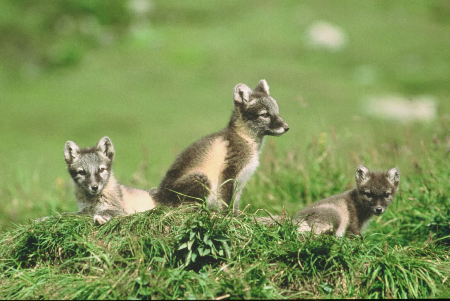 Fjellrev - Naturvernforbundet