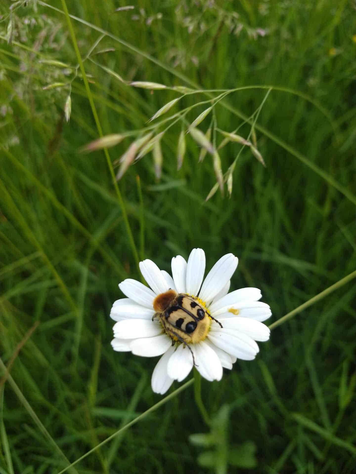 Humler og insekter - Naturvernforbundet
