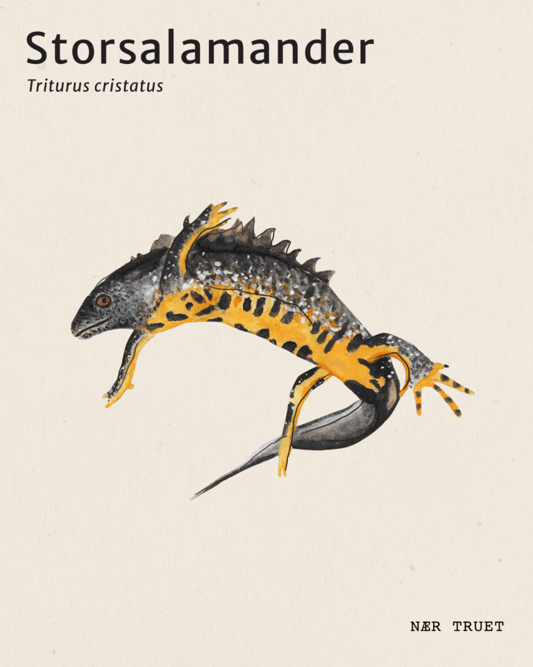 Truede arter - Naturvernforbundet