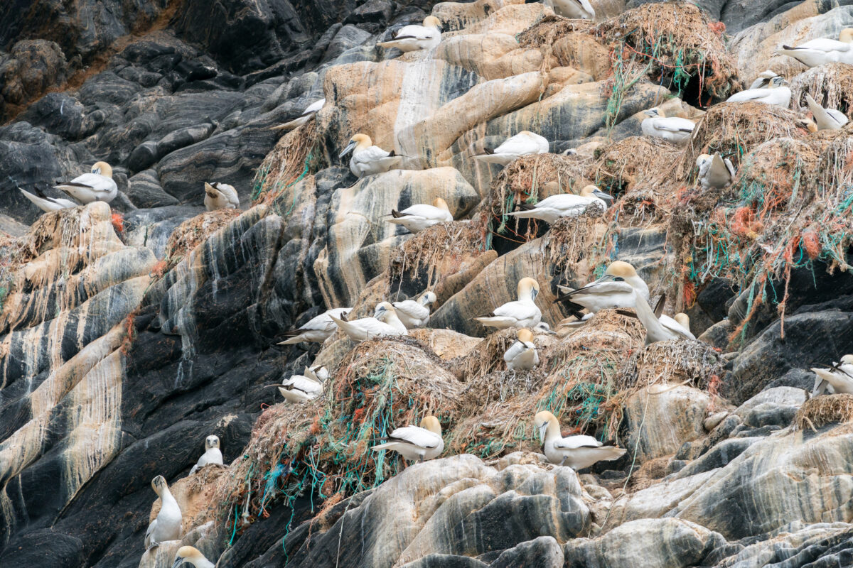 Plast i havet - Naturvernforbundet