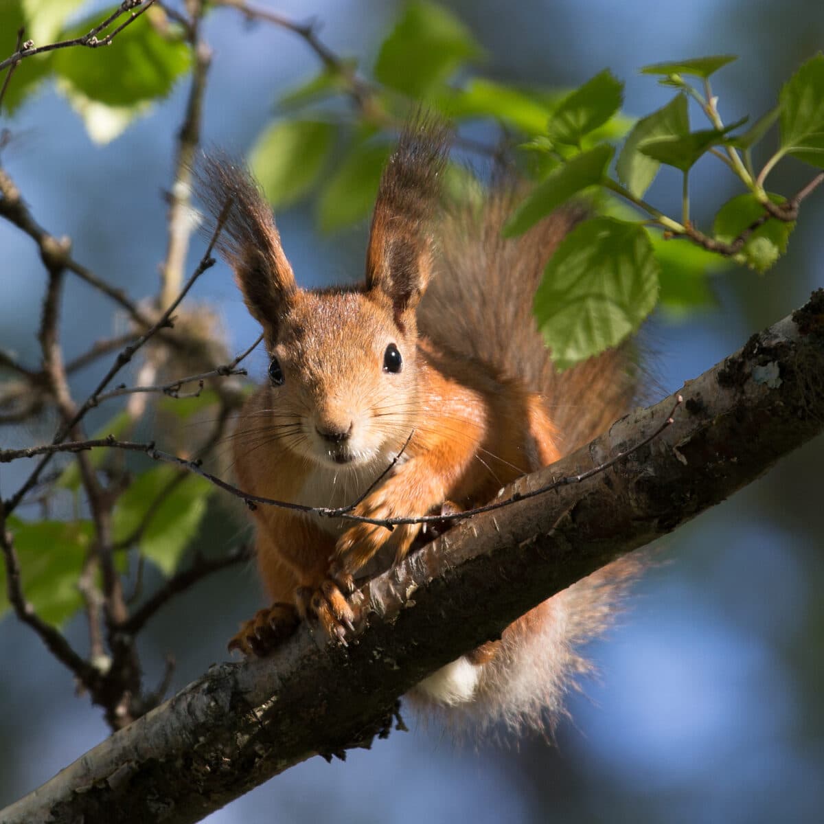 Ekornjakt - for moro skyld? - Naturvernforbundet