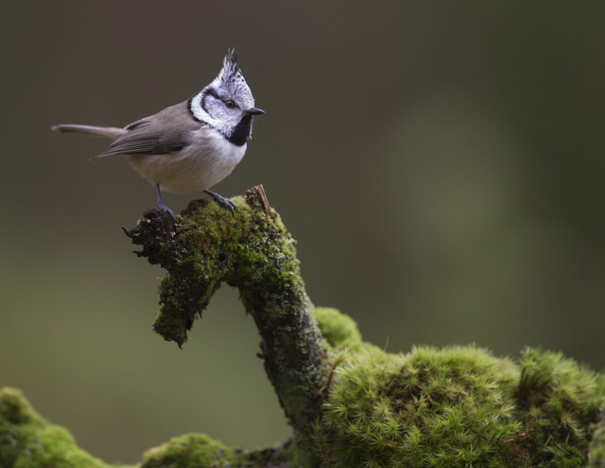 Norske fugler - Naturvernforbundet