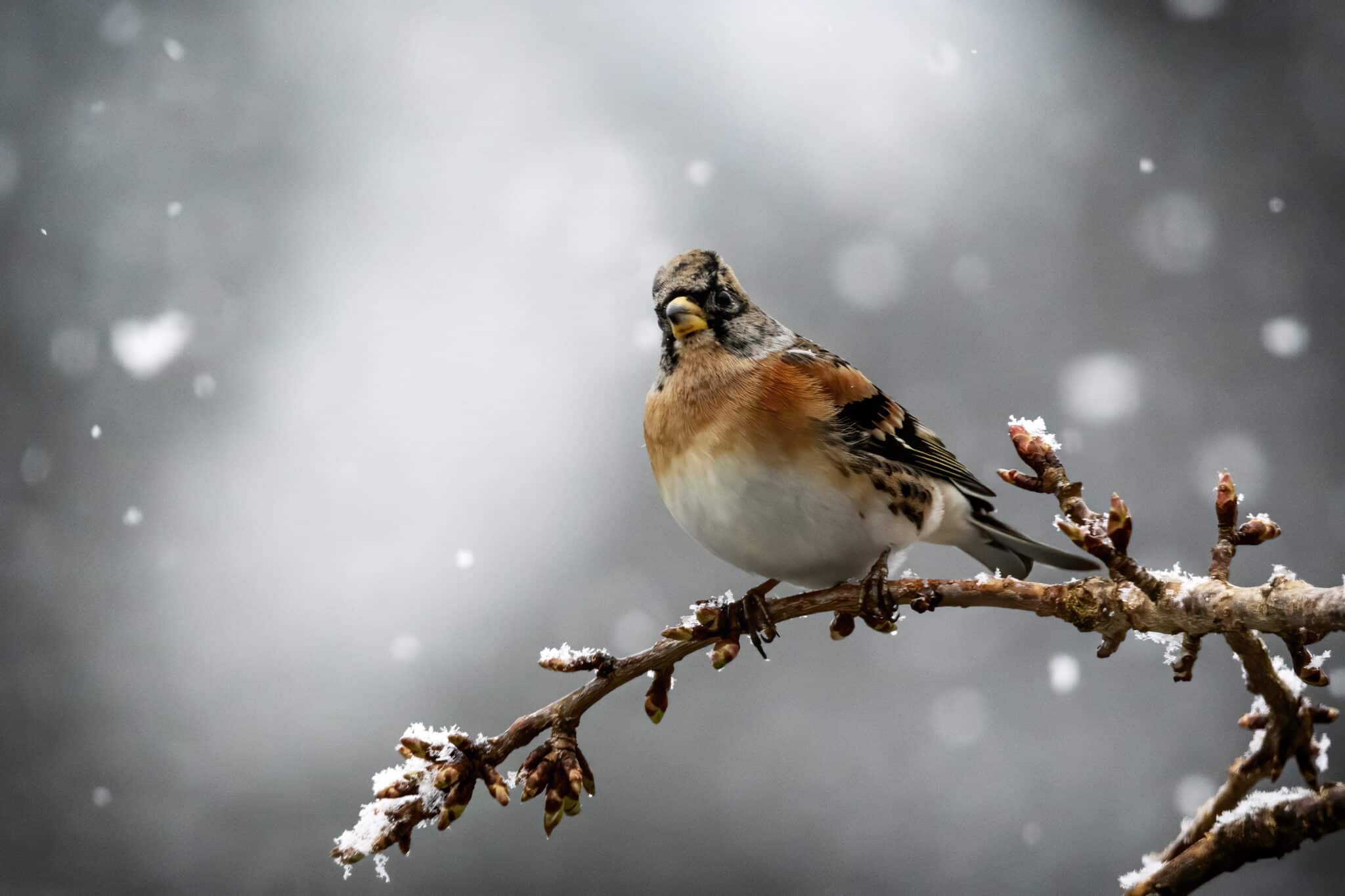Norske fugler - Naturvernforbundet