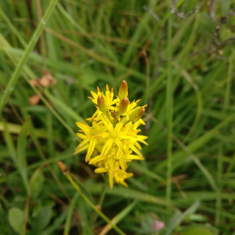 Myra - Naturvernforbundet