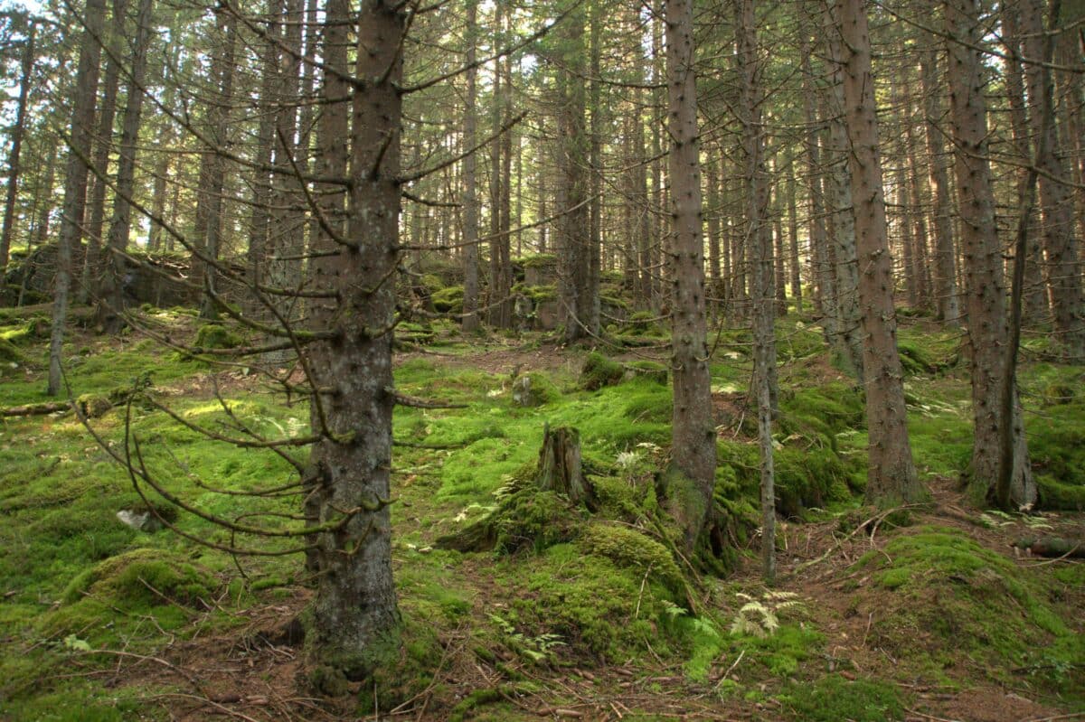 Skogen - mer enn bare trær - Naturvernforbundet