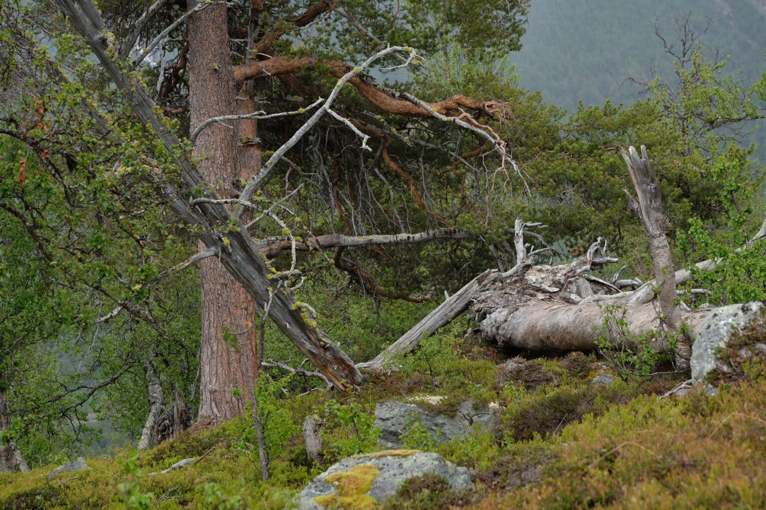 Skogen - mer enn bare trær - Naturvernforbundet