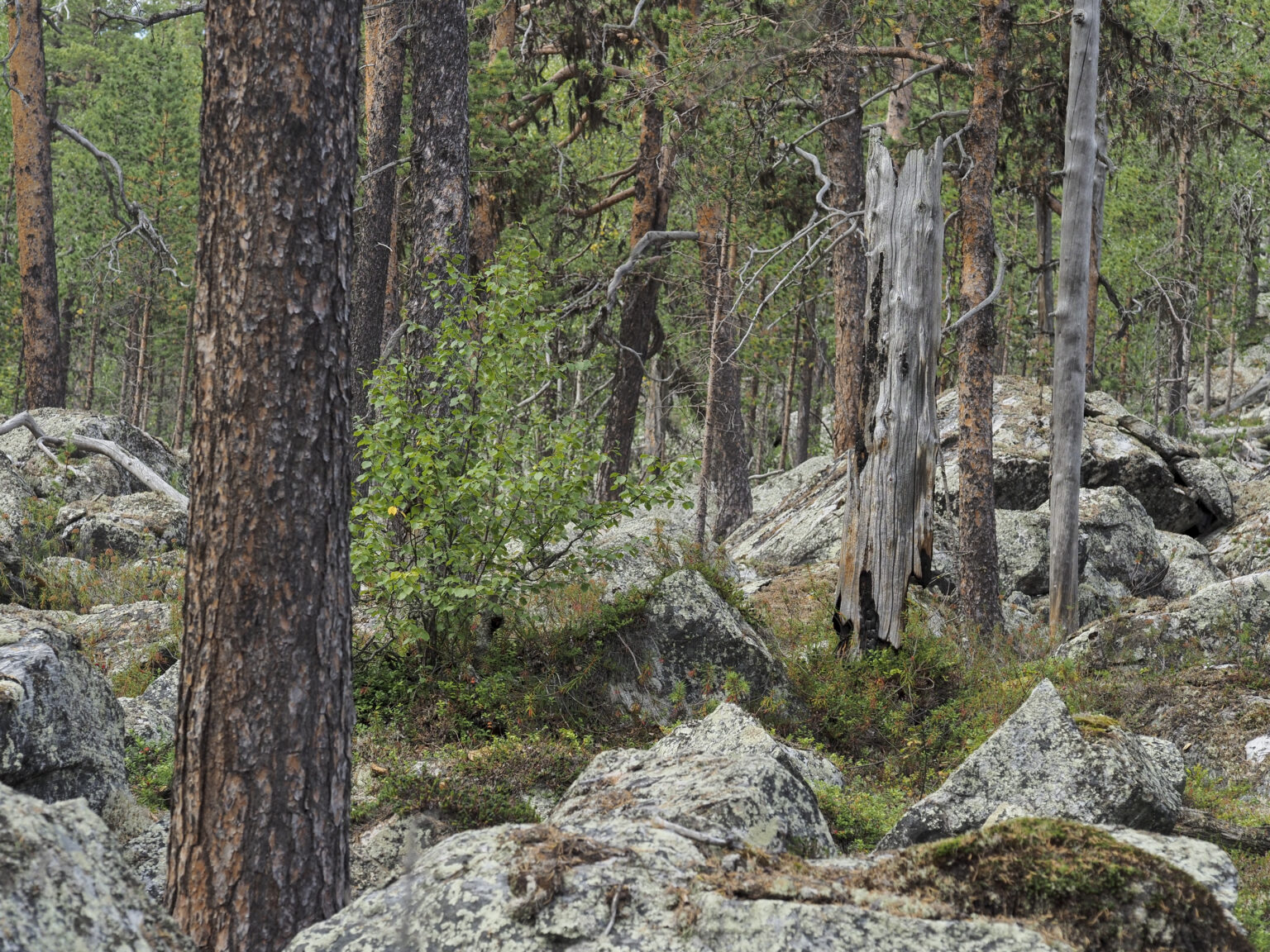 Pasvik og det manglende vernet - Naturvernforbundet
