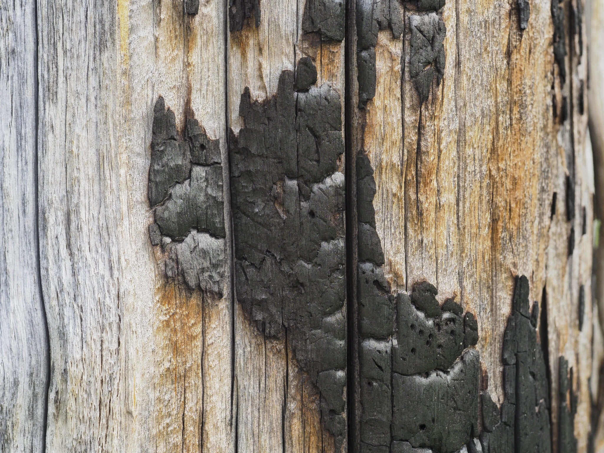 Pasvik og det manglende vernet - Naturvernforbundet