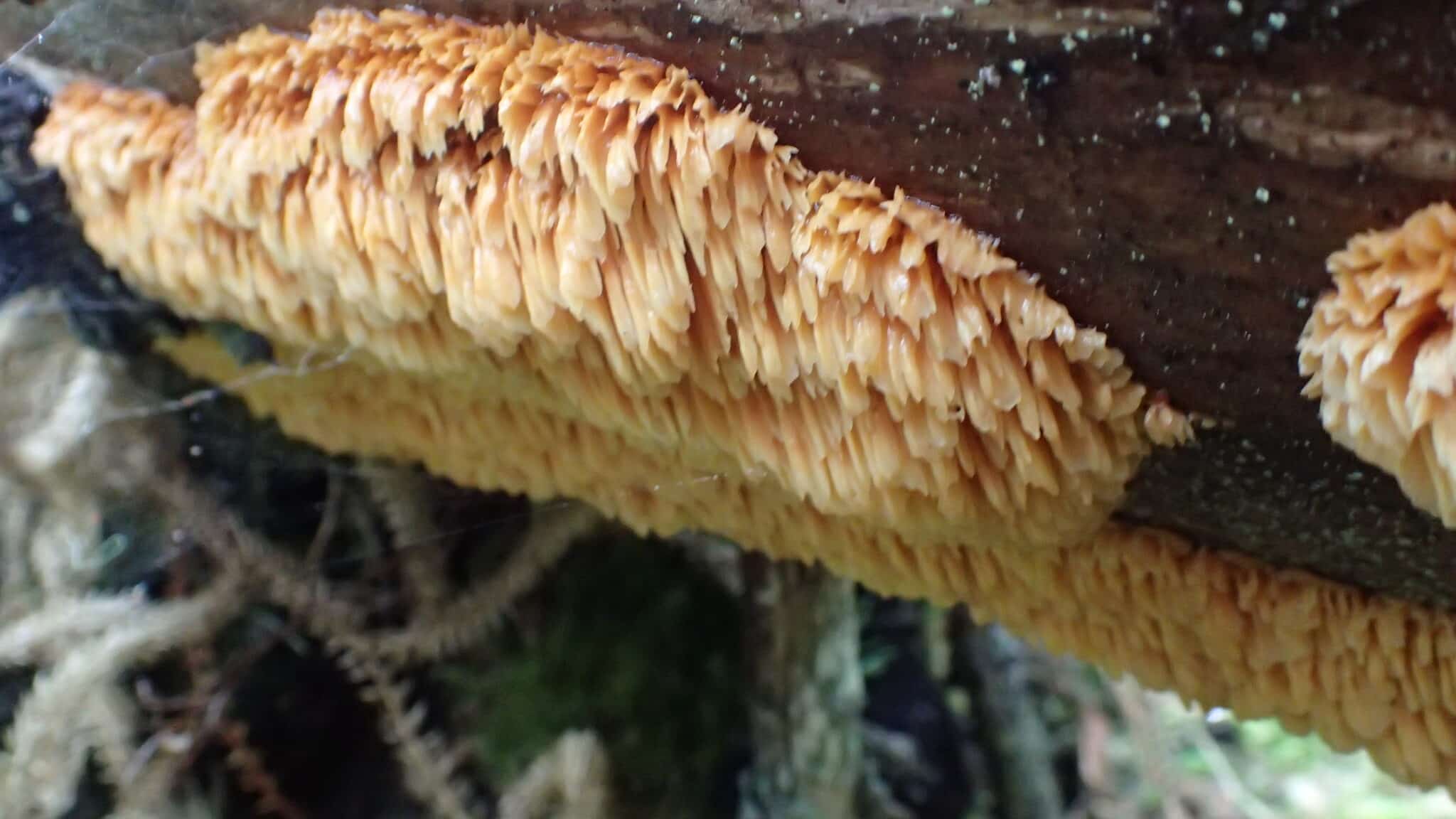 Skogens vakre nedbryter - Naturvernforbundet