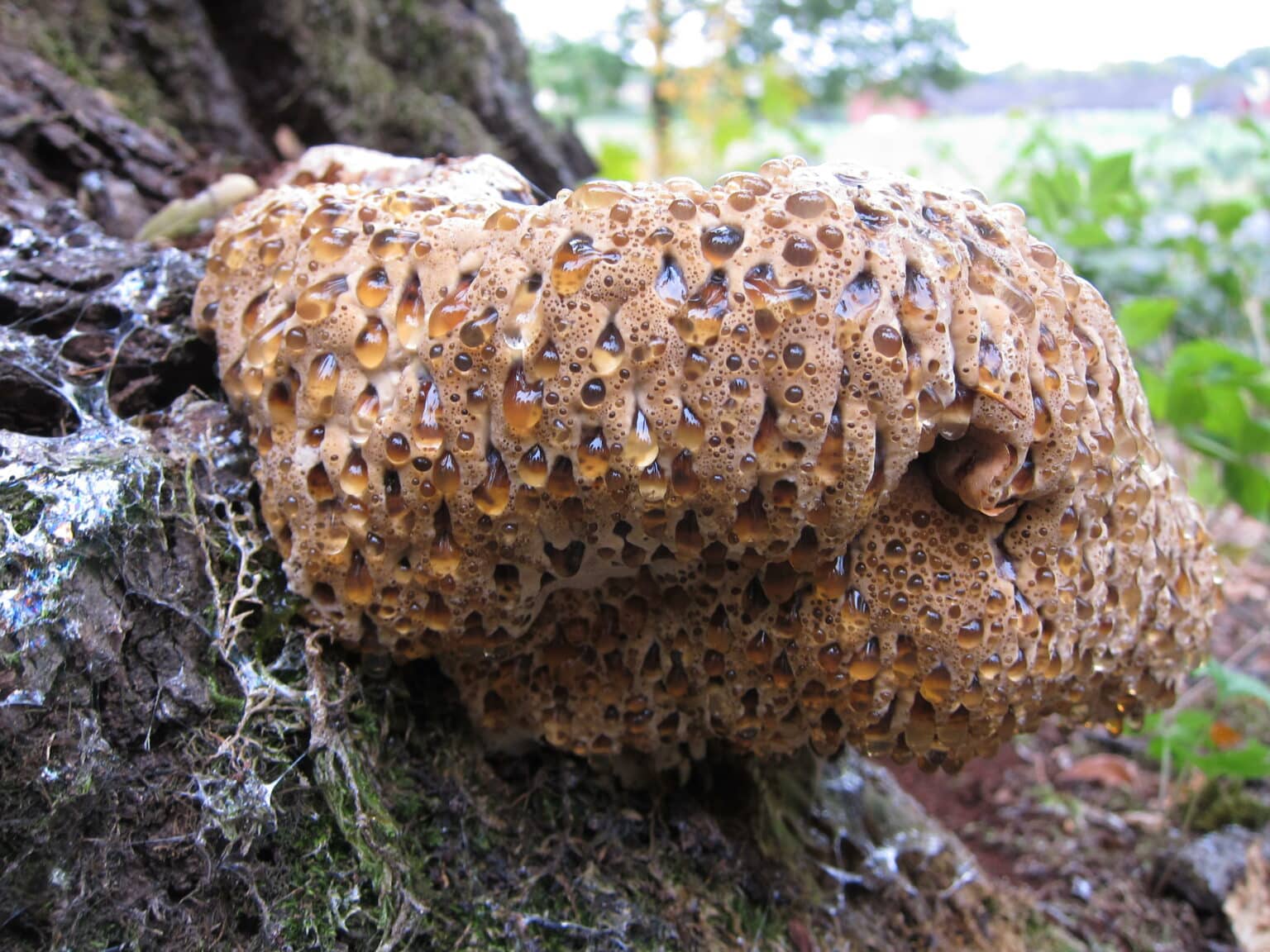 Skogens vakre nedbryter - Naturvernforbundet