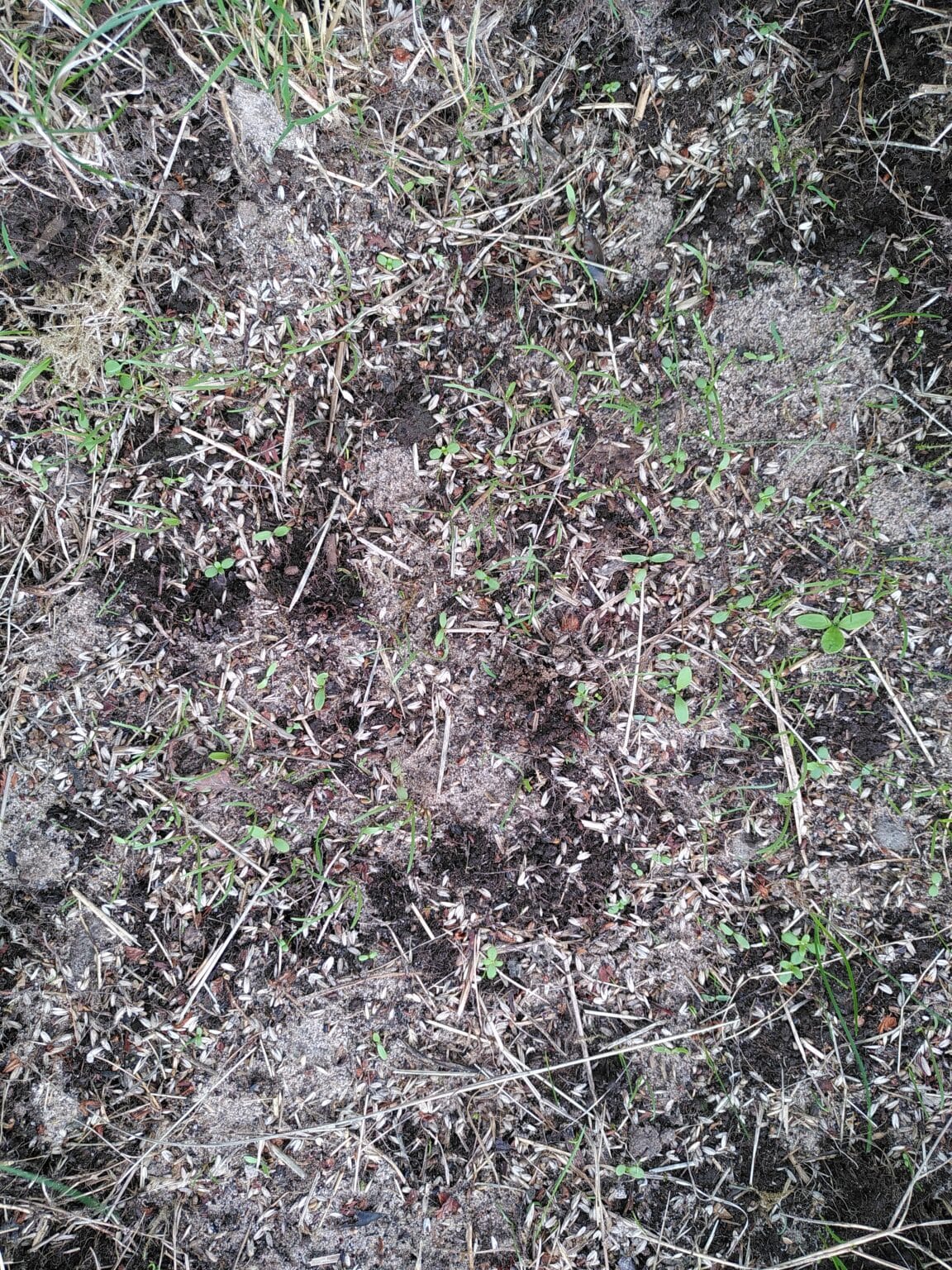 Lag en blomstereng - Hordaland