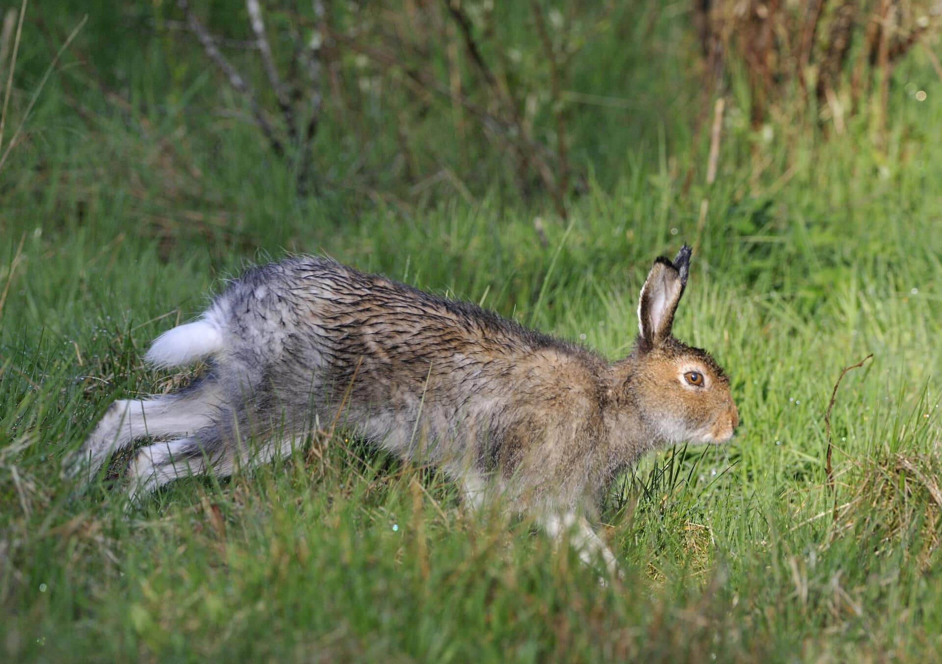 Hare - Hordaland
