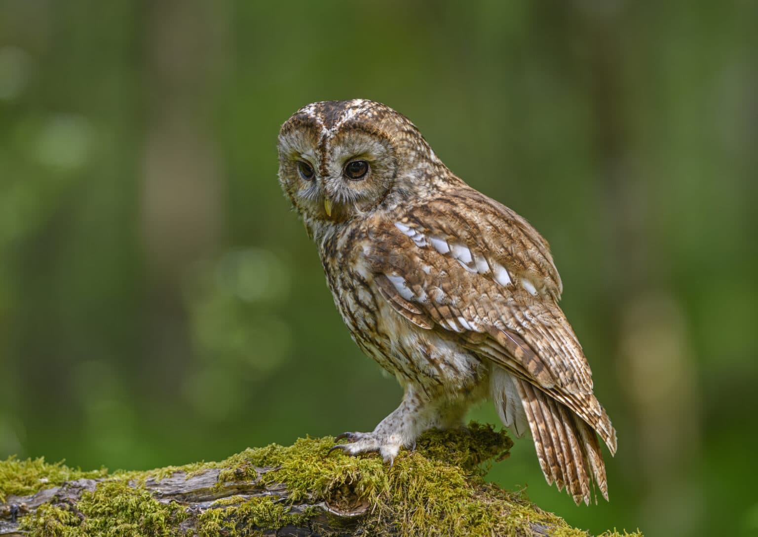 Kattugle - Hordaland