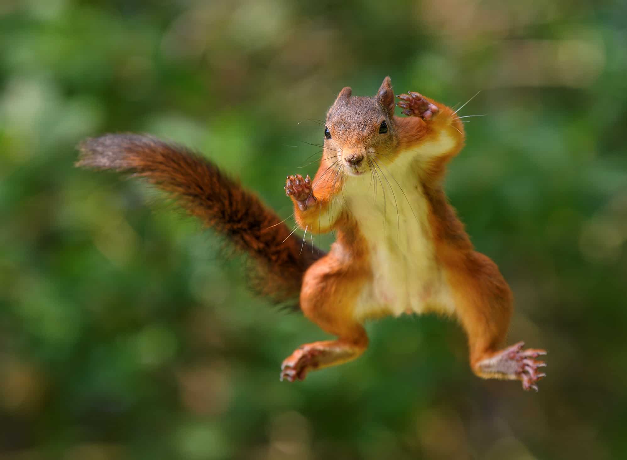 Ekorn - Scirius vulgaris - Hordaland