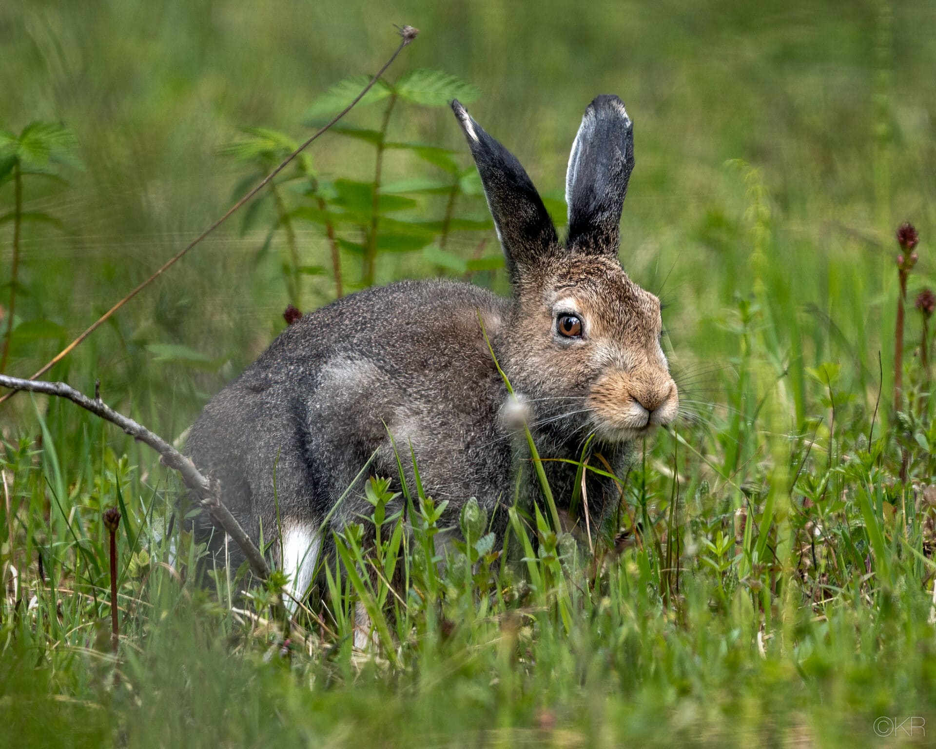 Hare - Hordaland