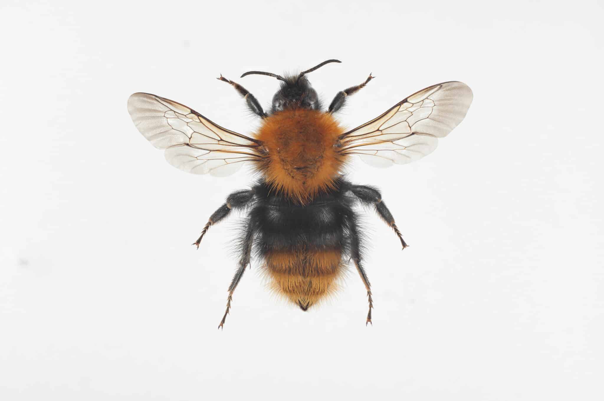 Humler i hagen - Hordaland