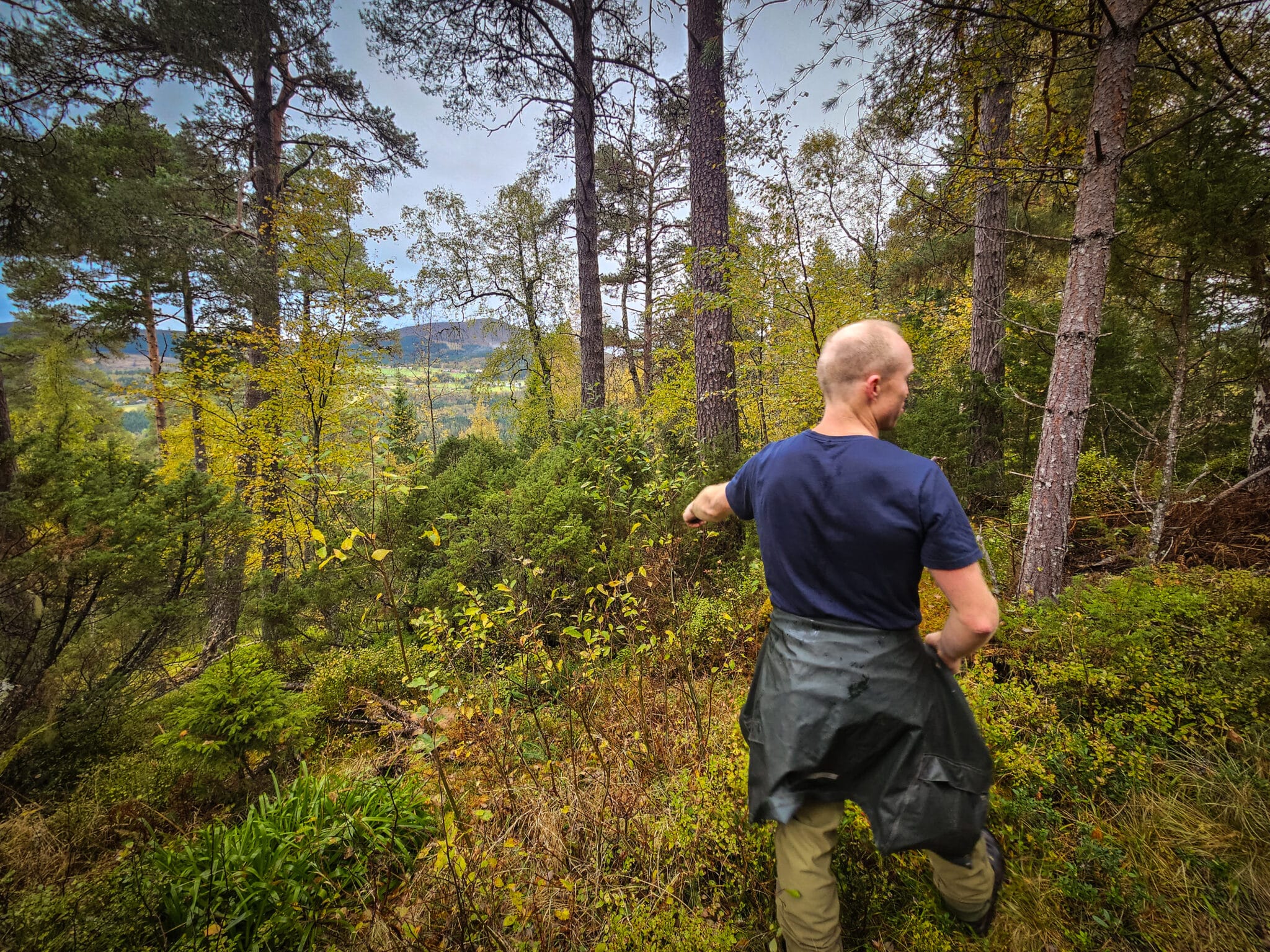 Skogdag om gran og furu - Møre og Romsdal